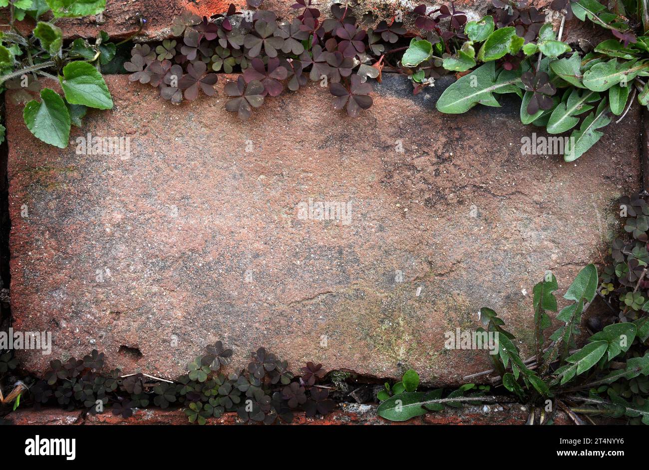 Single Red Brick walkway with grass and green plants growing between ...
