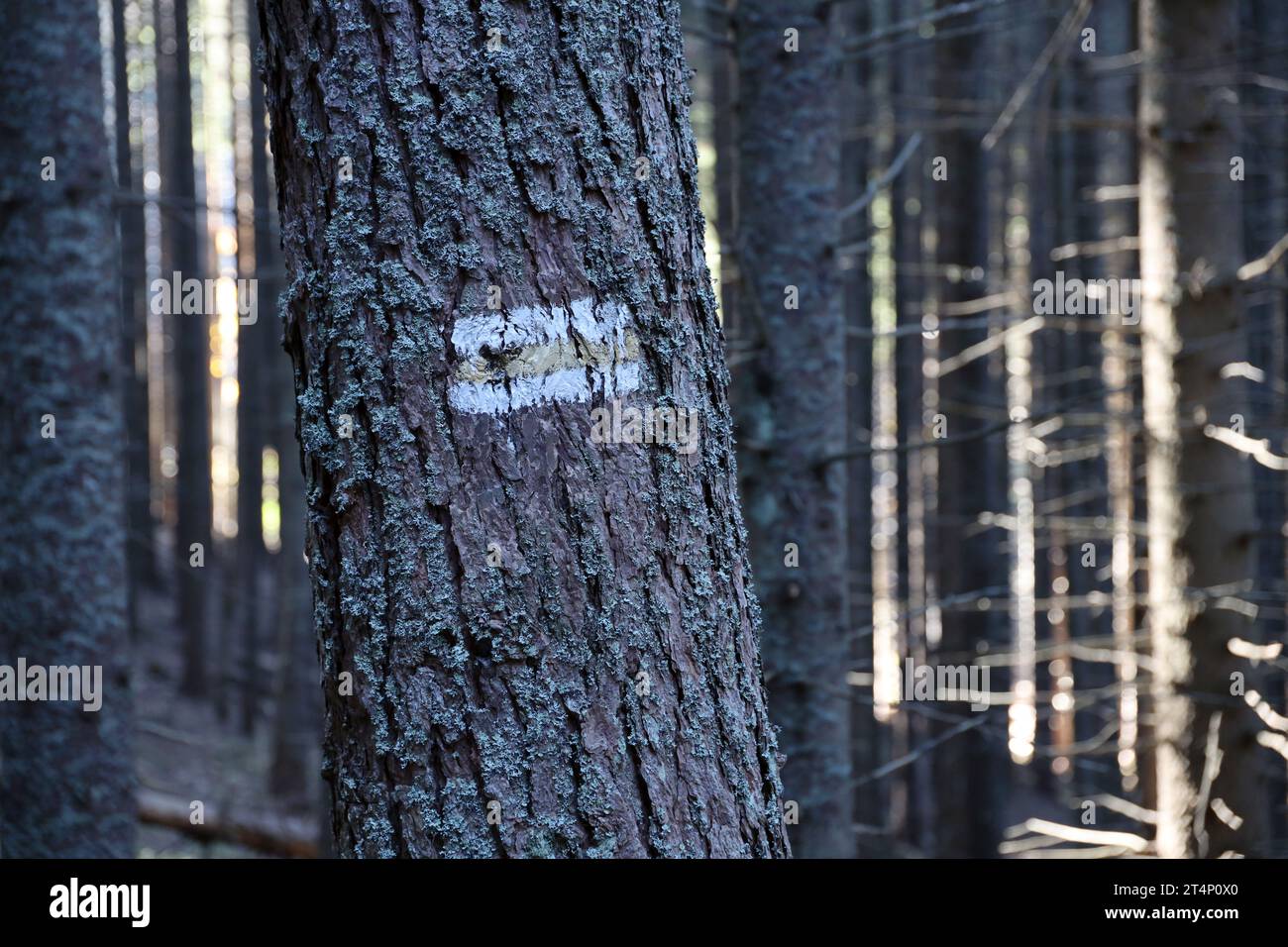 Walking trail background. Yellow and white forest path on brown tree ...