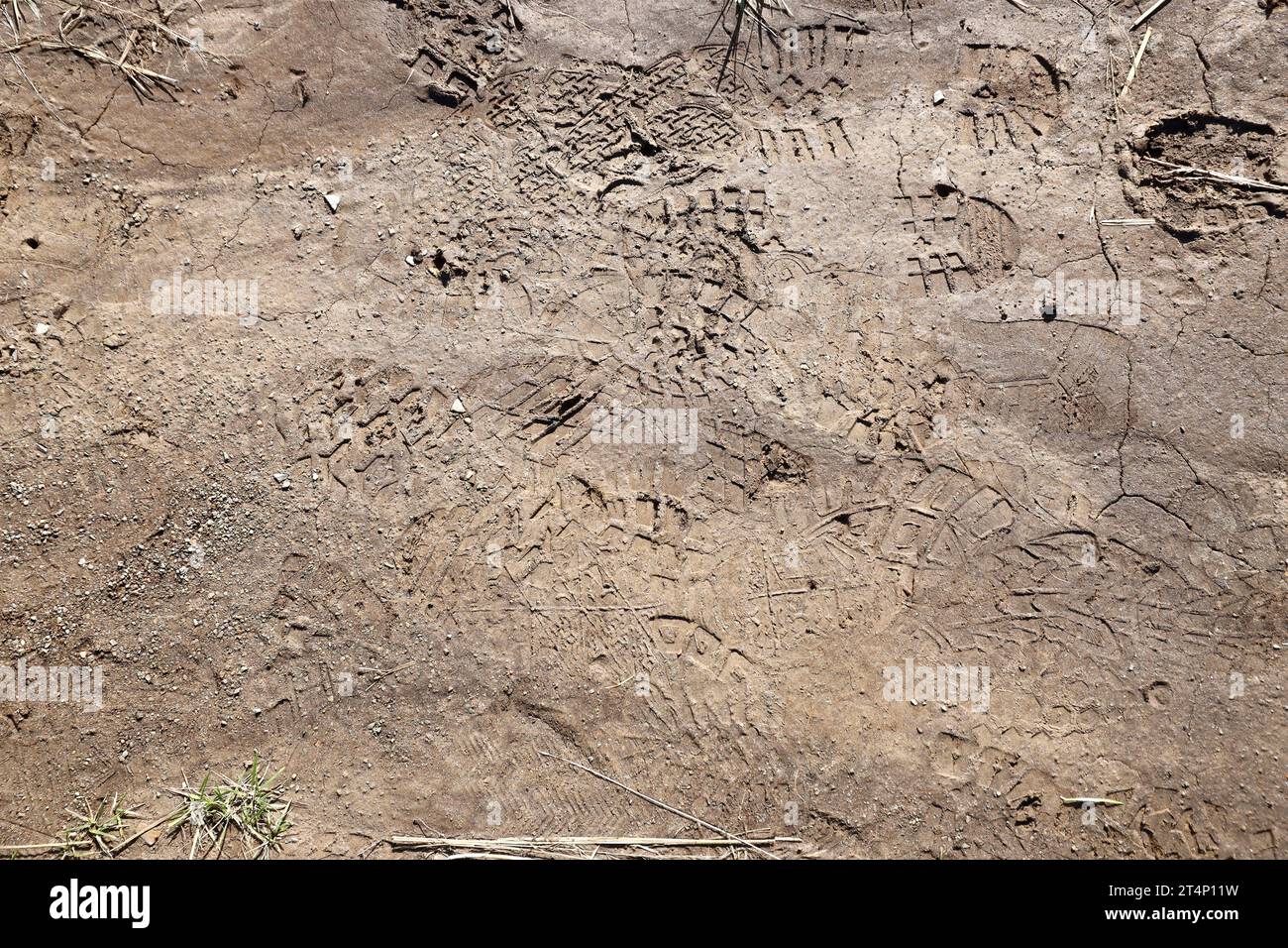 Foot mark on the jungle trail. Shoe prints on wet gravel or mud in ...