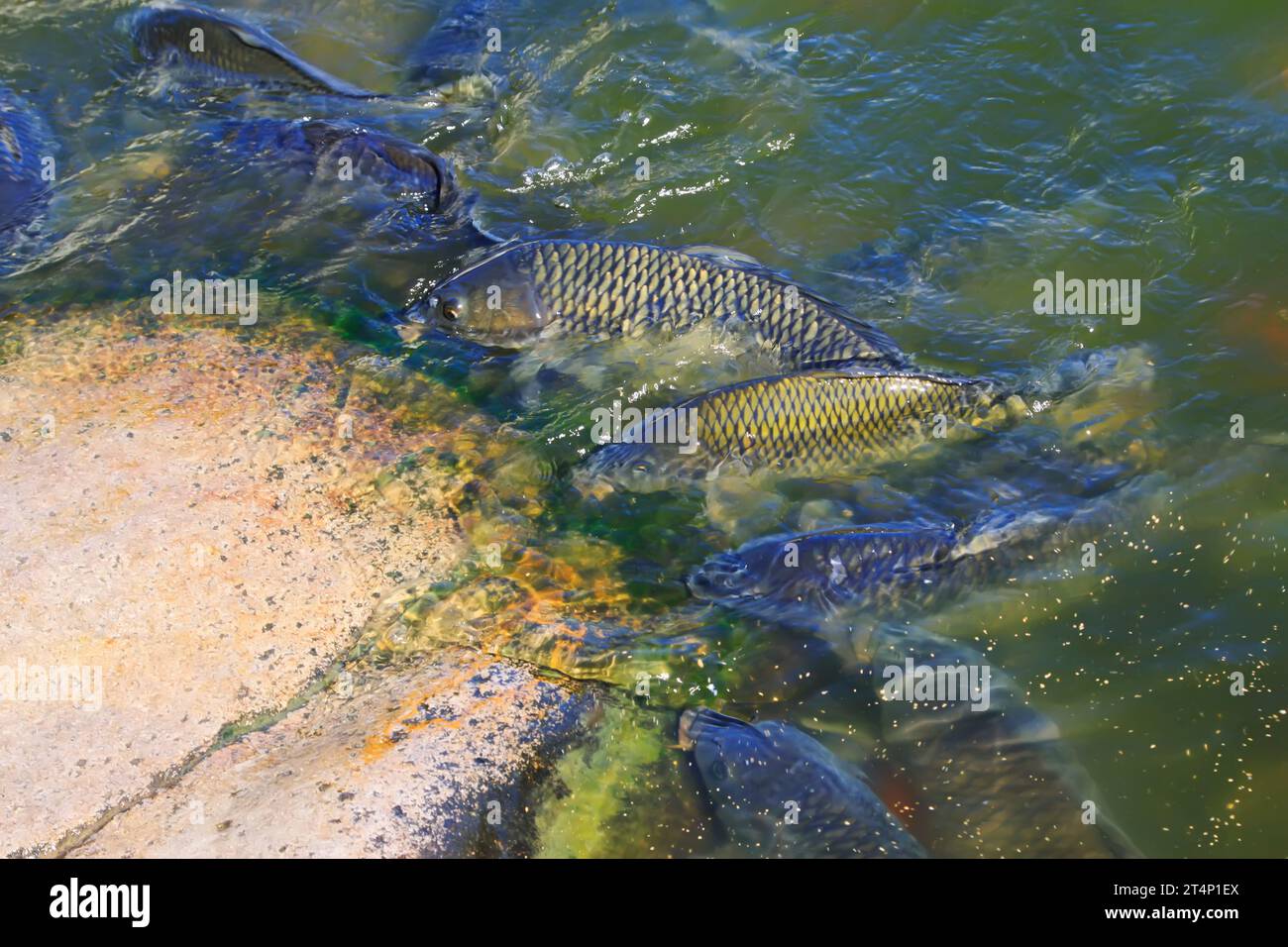 carp in the pond Stock Photo - Alamy