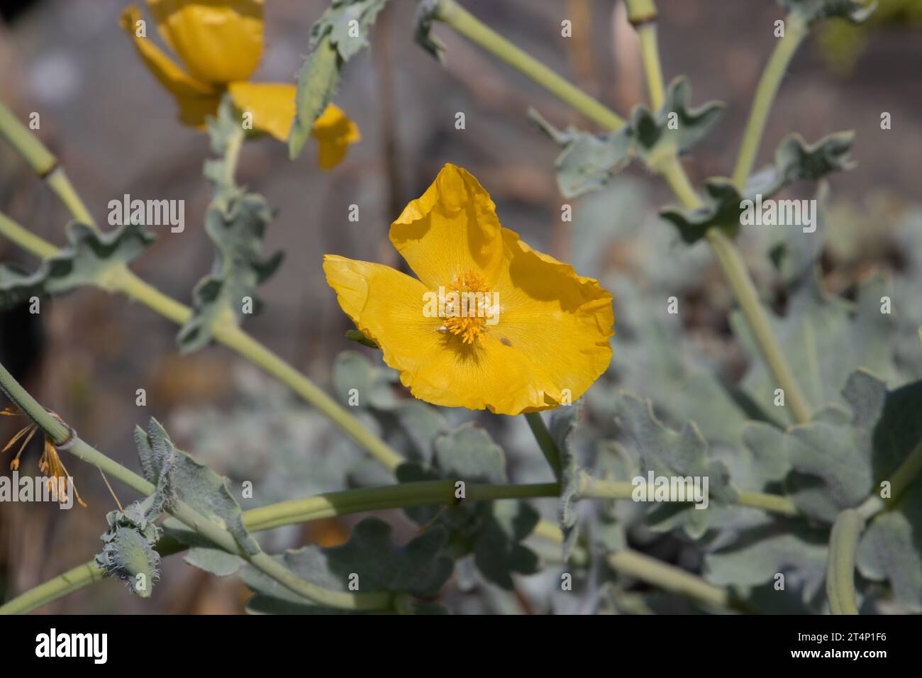 Yellow horned poppy, also called Glaucium flavum Stock Photo - Alamy