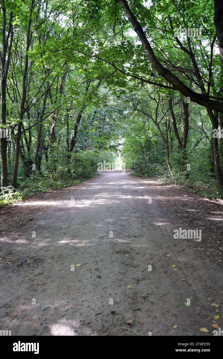 Forest road in a green forest with sun rays in sunny daytime. Green ...