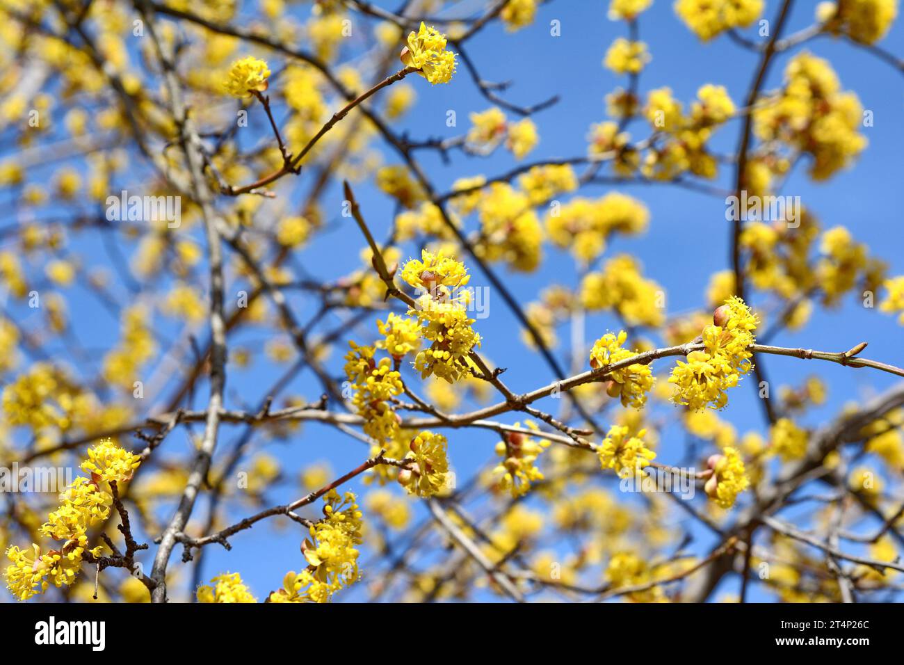 branches with flowers of European Cornel (Cornus mas) in early spring ...