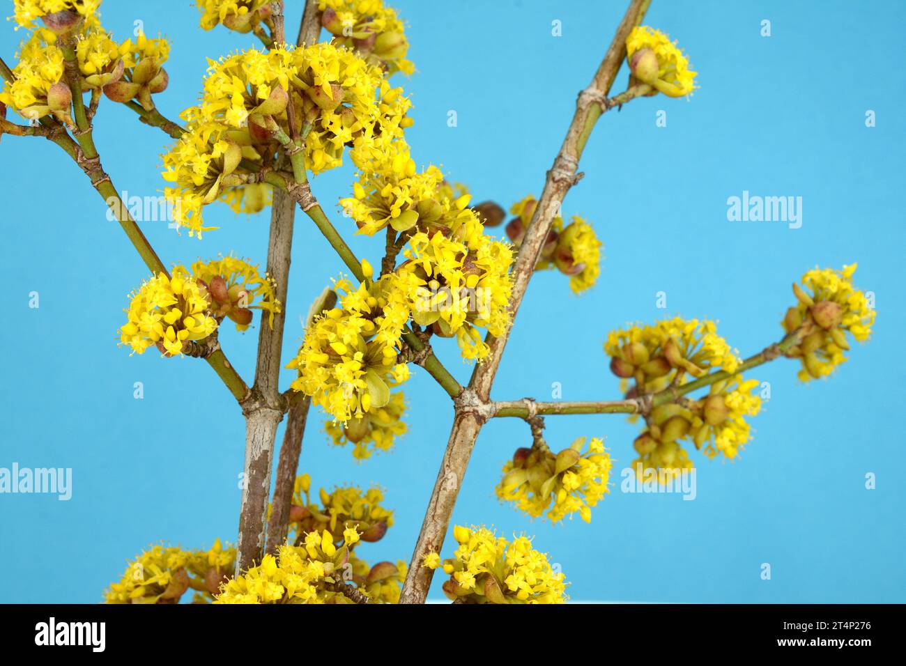 branches with flowers of European Cornel (Cornus mas) in early spring ...