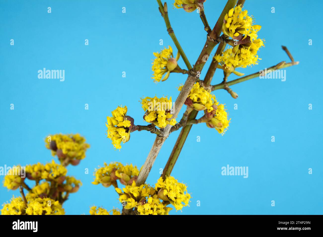 branches with flowers of European Cornel (Cornus mas) in early spring ...
