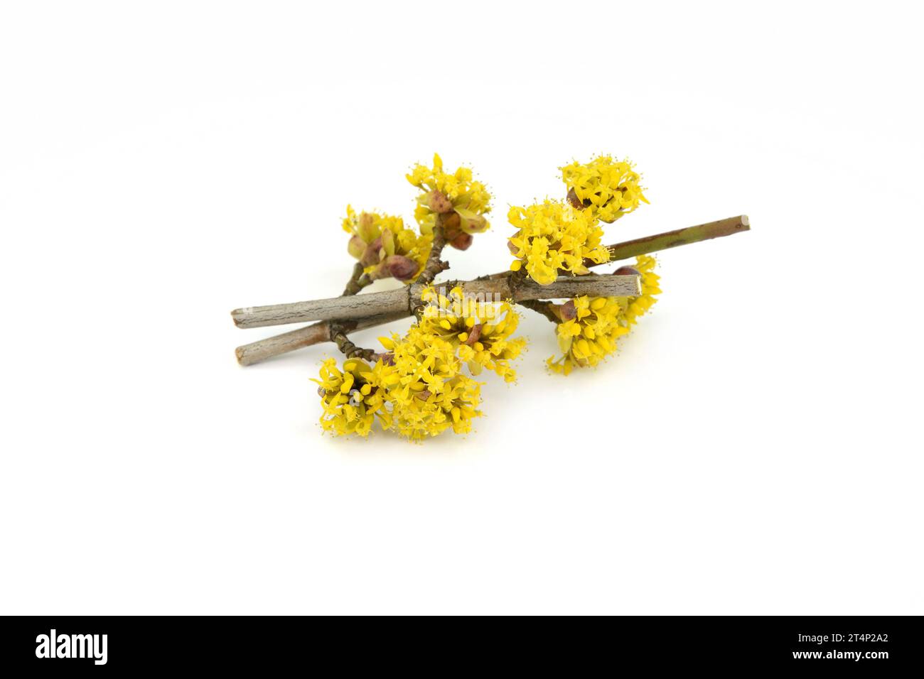 Dogwood flowers isolated on white background. branches with flowers of ...