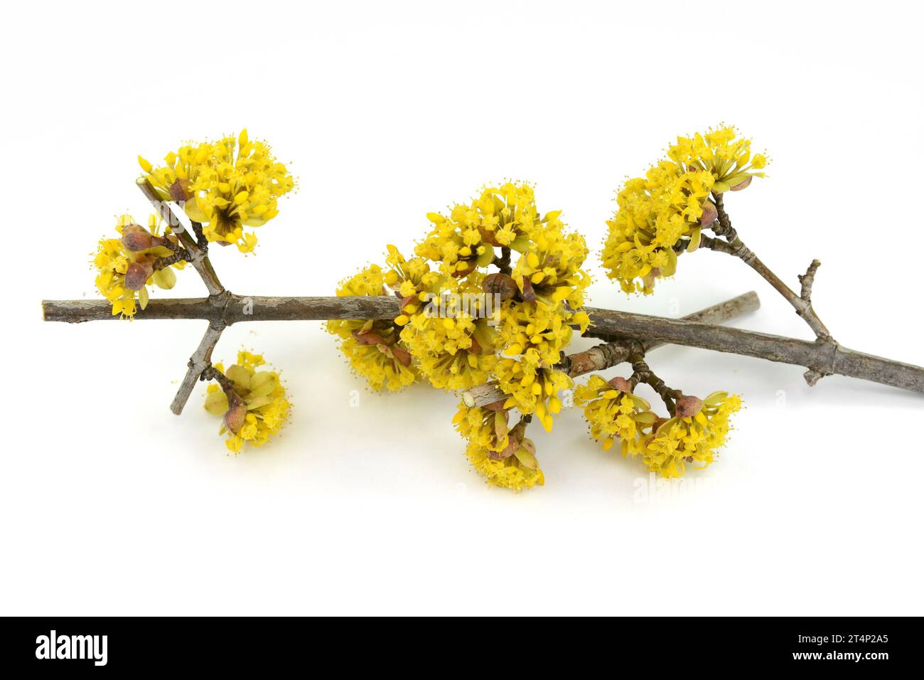 Dogwood flowers isolated on white background. branches with flowers of ...