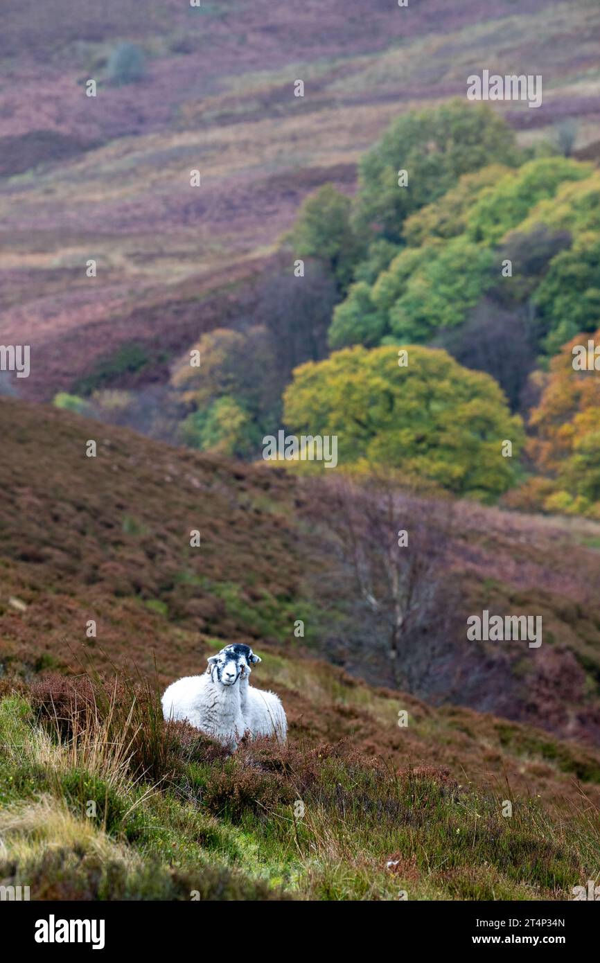 Pair of Swaledale ewes on a managed heather moorland in the Trough of ...