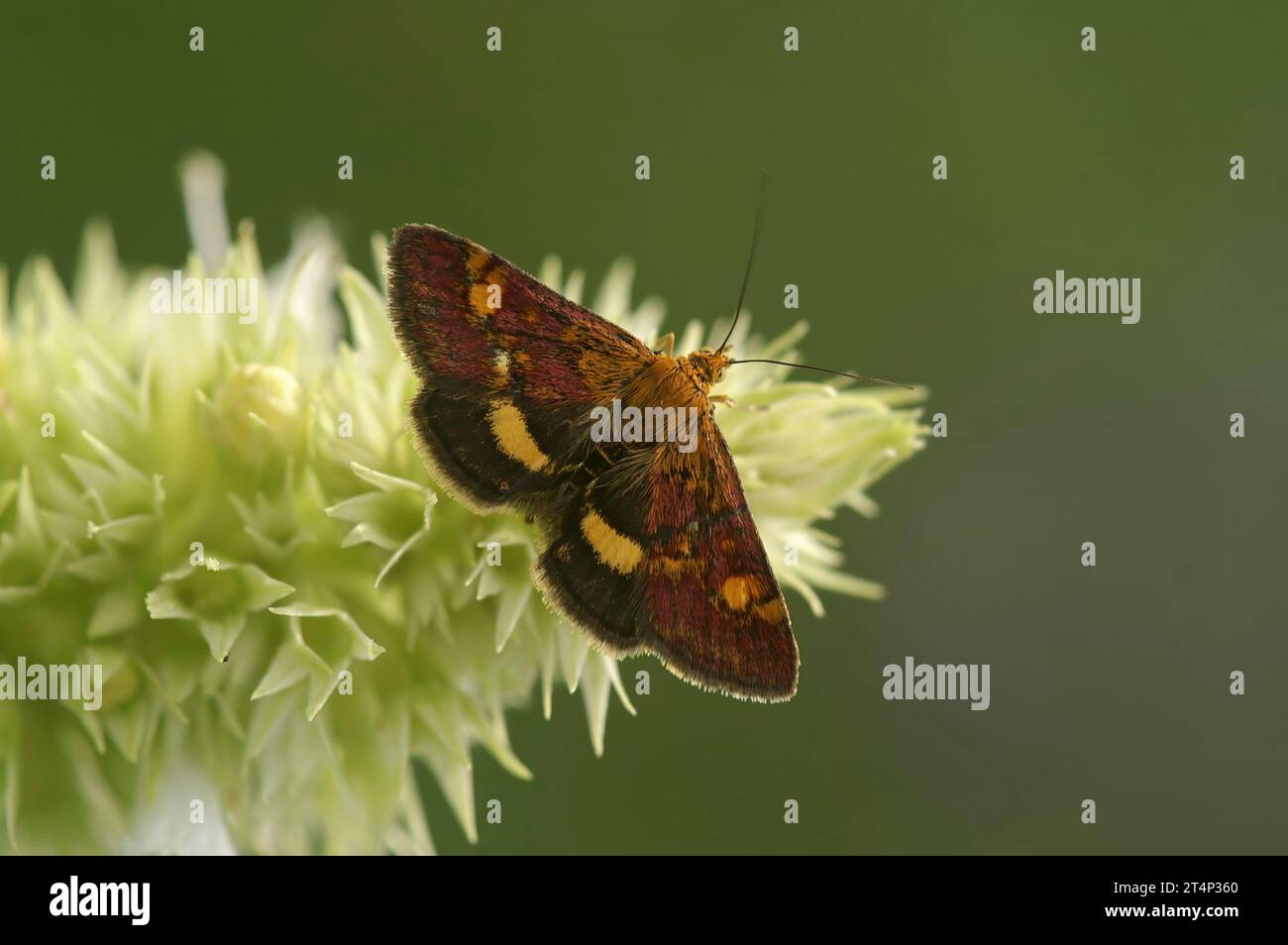 Minth moth hi-res stock photography and images - Alamy