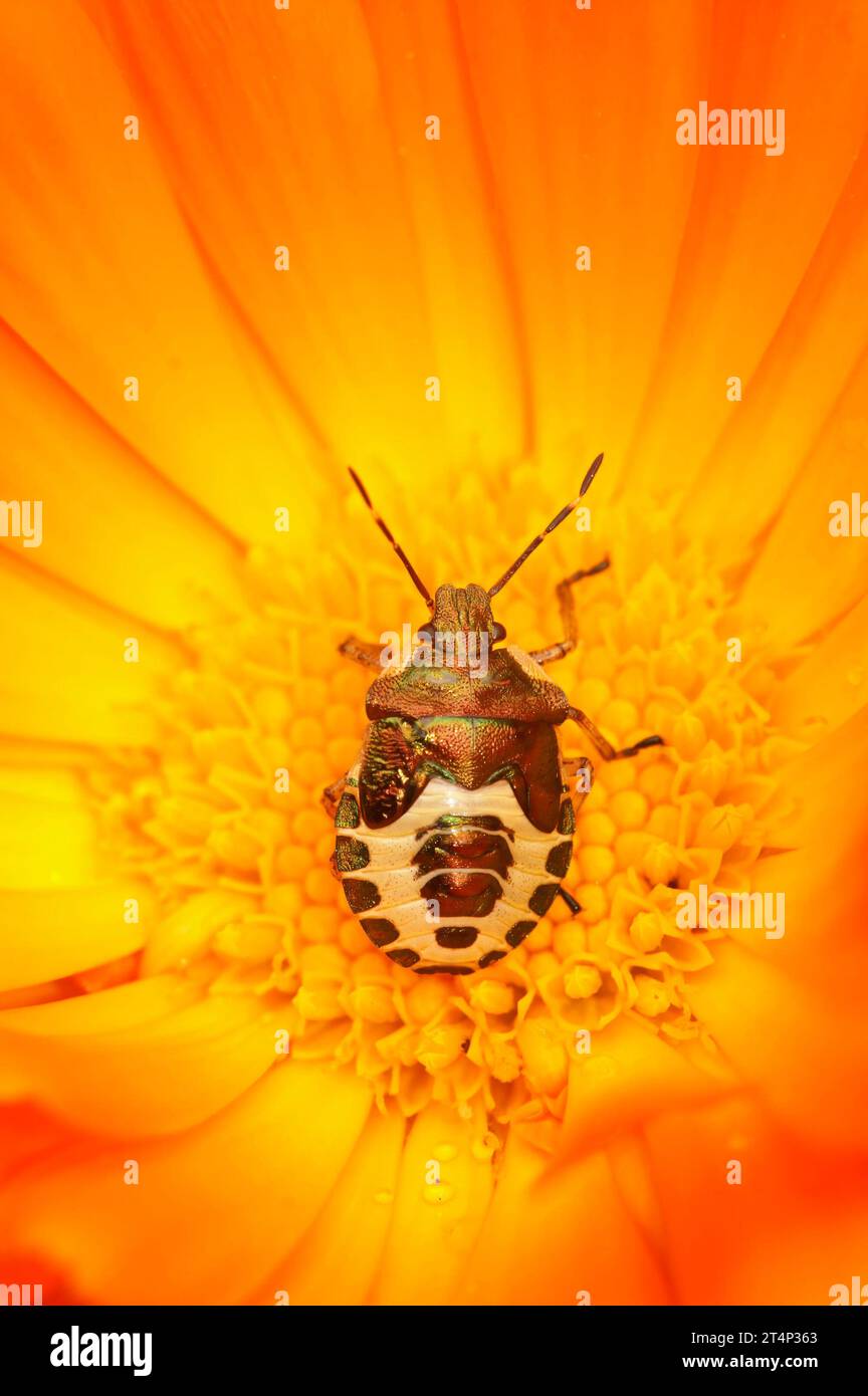 Natural vertical closeup on a nymph instar of the Bronze Shieldbug ...