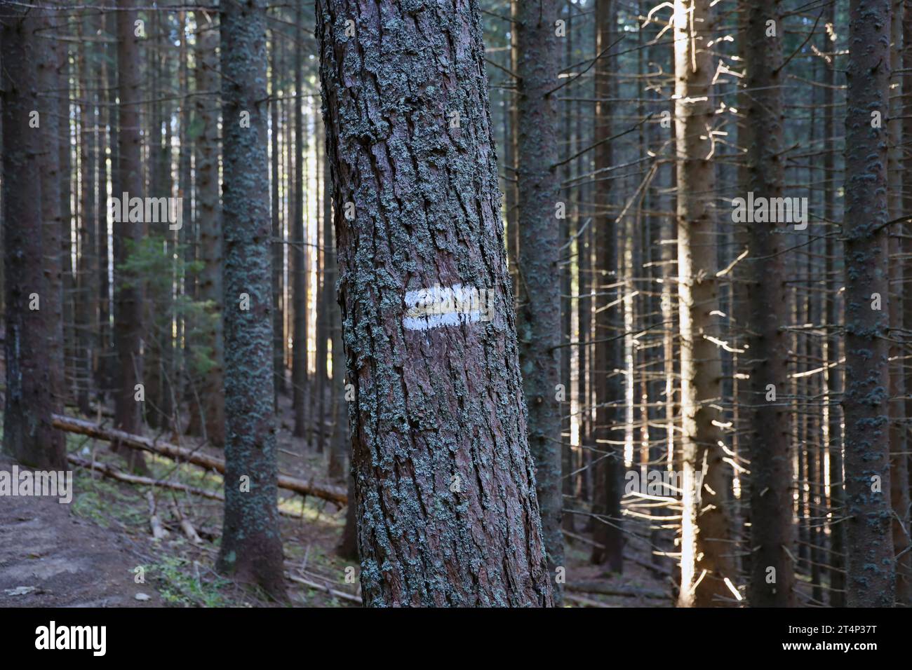 Walking trail background. Yellow and white forest path on brown tree ...