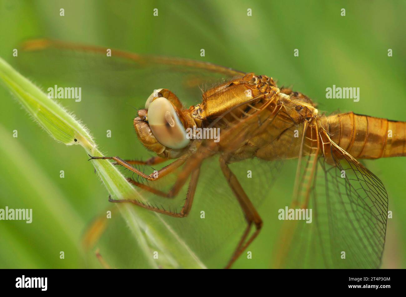 Natural closeup on a immature colored Scarlet dragonfly, Crocothemis ...