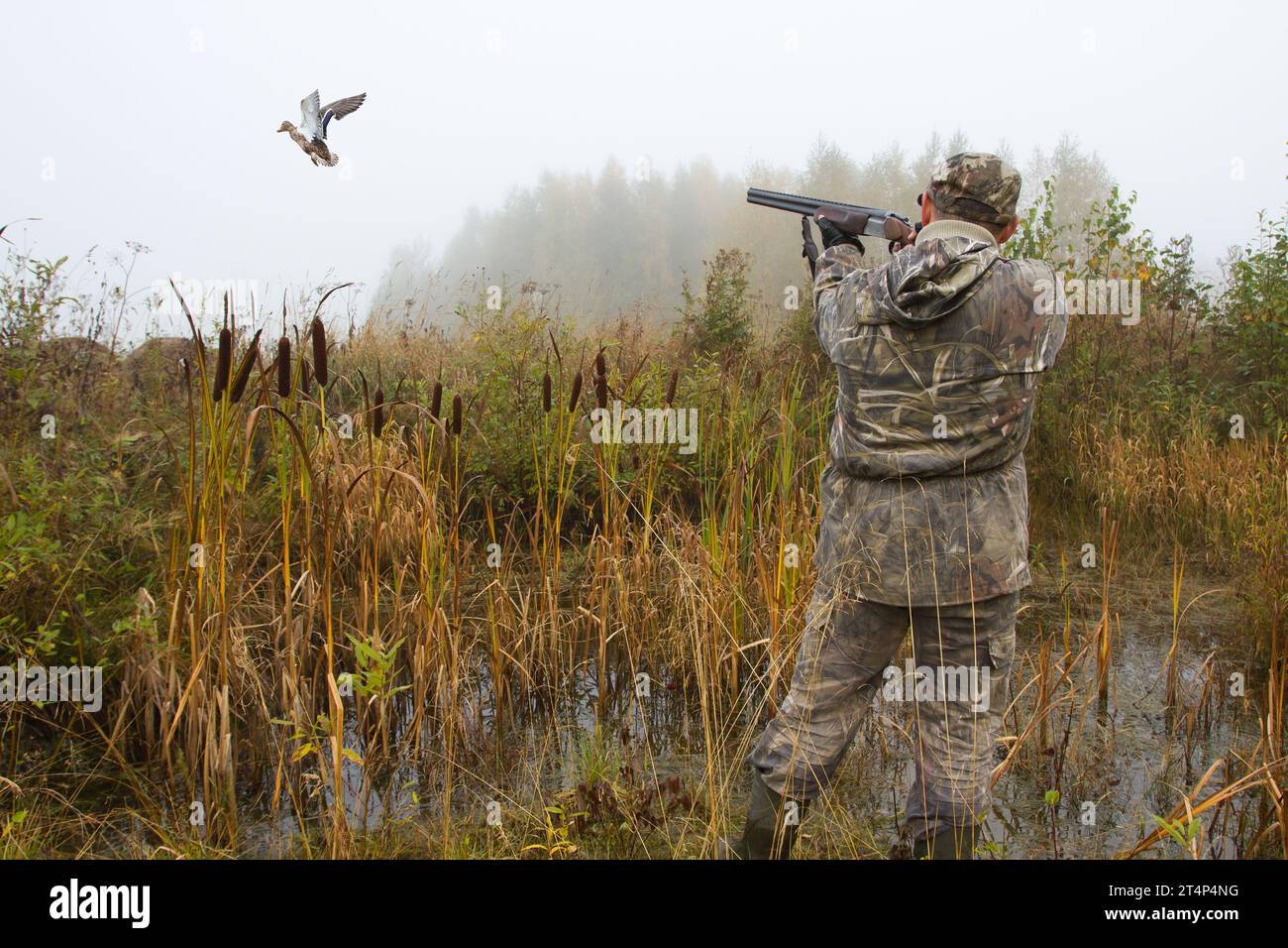 the hunter aims at a duck that has risen from a thicket of reeds in a ...