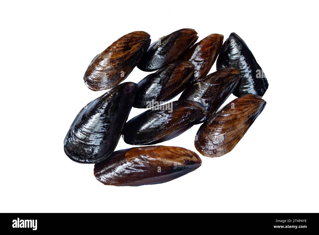 midye dolmasi is stuffed mussels that is a traditional turkish food ...