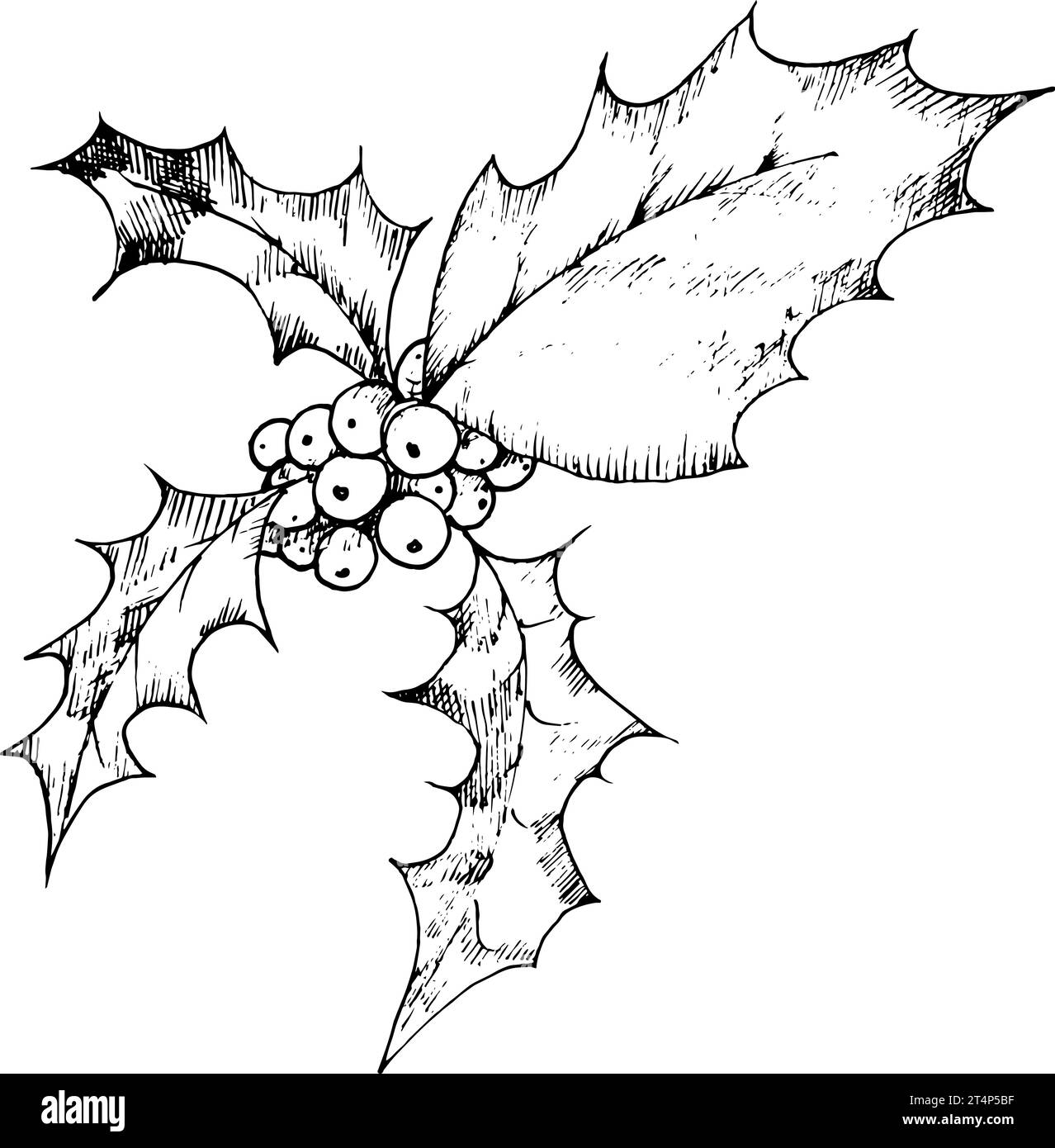 Holly and berries drawing illustration Black and White Stock Photos ...
