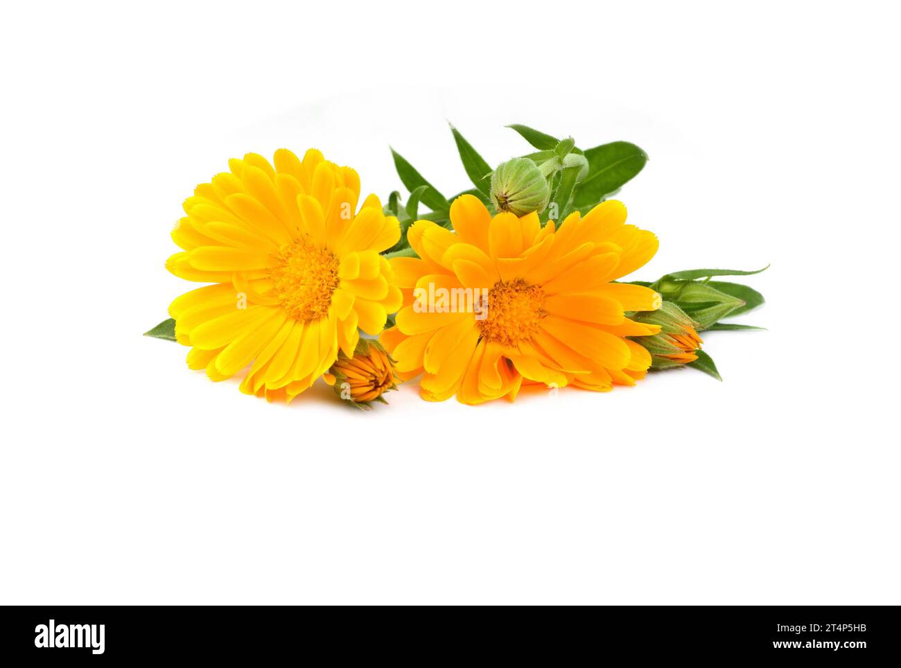 Calendula. Flowers with leaves isolated on white Stock Photo - Alamy