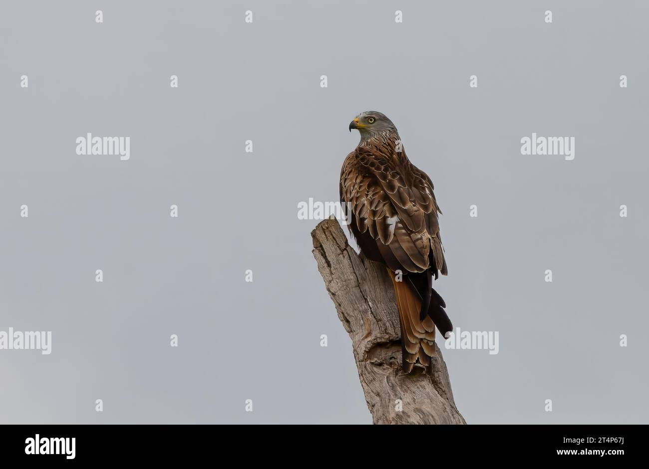 A solitary hawk sits perched atop a dead tree stump, scanning the ...