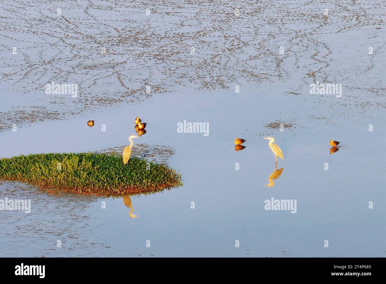 Rugao, China. 01st Nov, 2023. RUGAO, CHINA - NOVEMBER 1, 2023 - A large ...