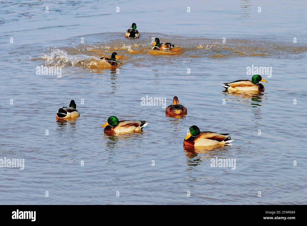 Rugao, China. 01st Nov, 2023. RUGAO, CHINA - NOVEMBER 1, 2023 - A large ...