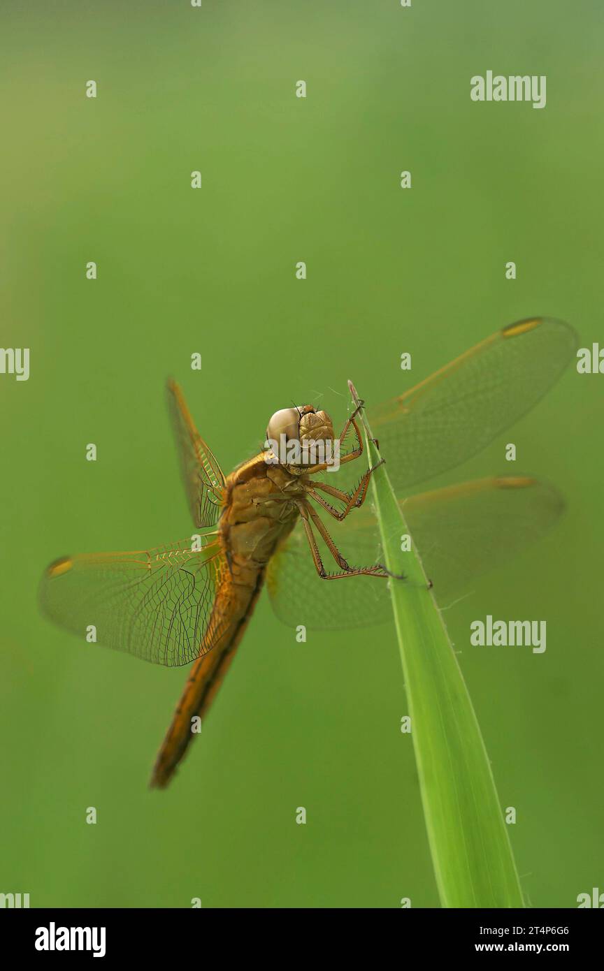 Natural frontal closeup on a immature colored Scarlet dragonfly ...