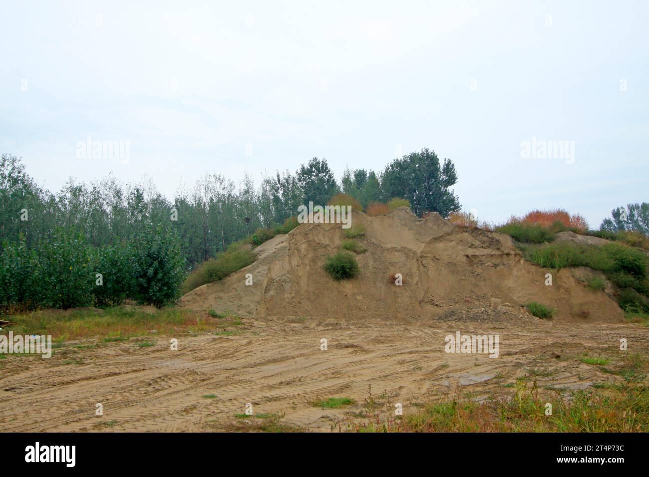Soil and vegetation in the wild Stock Photo - Alamy
