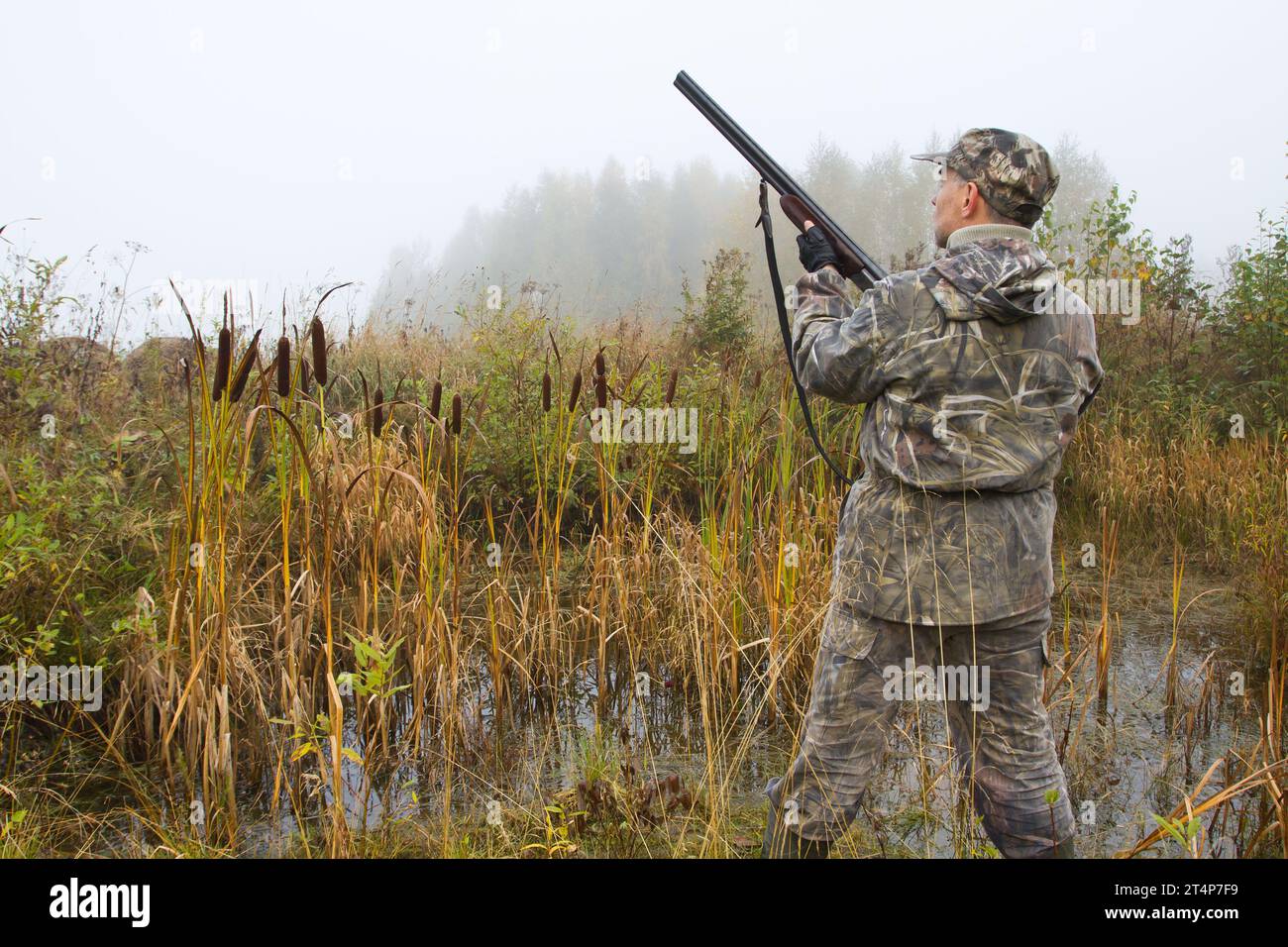 on a foggy autumn morning a hunter with a shotgun in his hands stopped ...