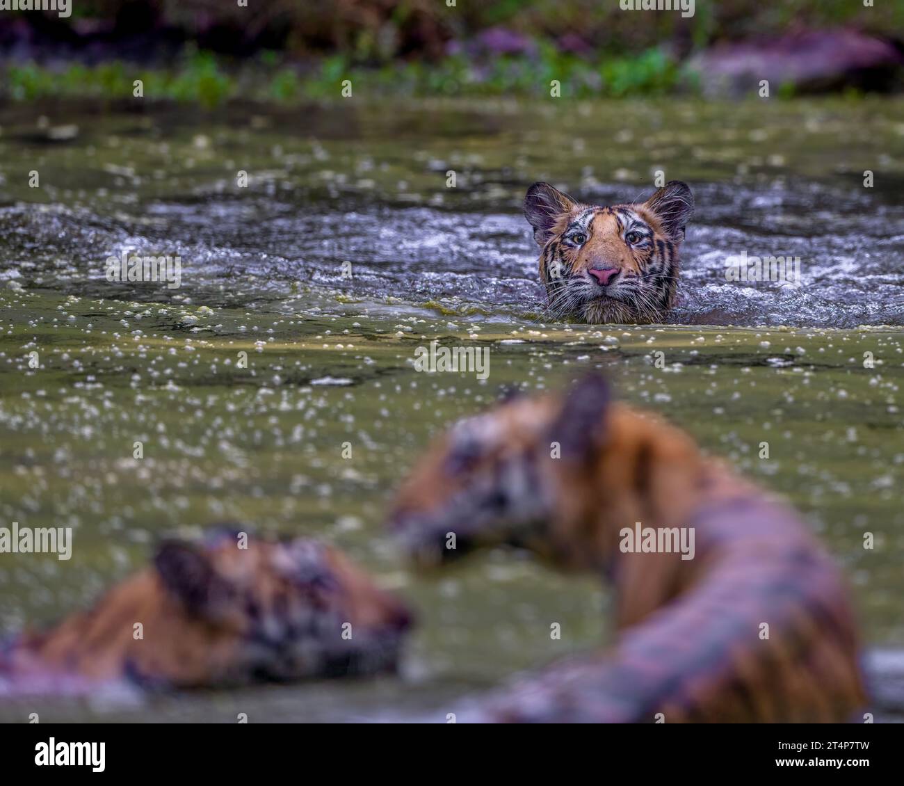 Tigers swimming in the pond INDIA RARE images capture the impactful ...