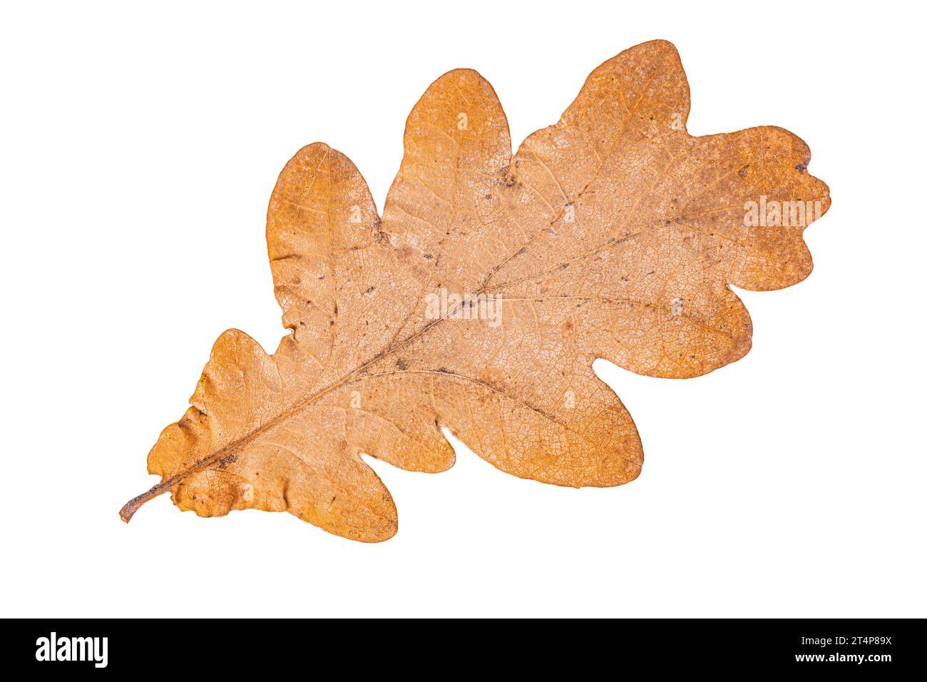 brown leaf of oak tree isolated on white background Stock Photo - Alamy