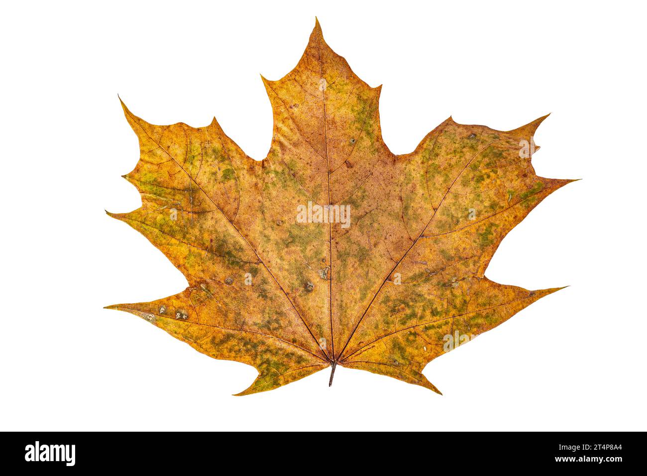 Maple leave close up isolated on white Stock Photo - Alamy