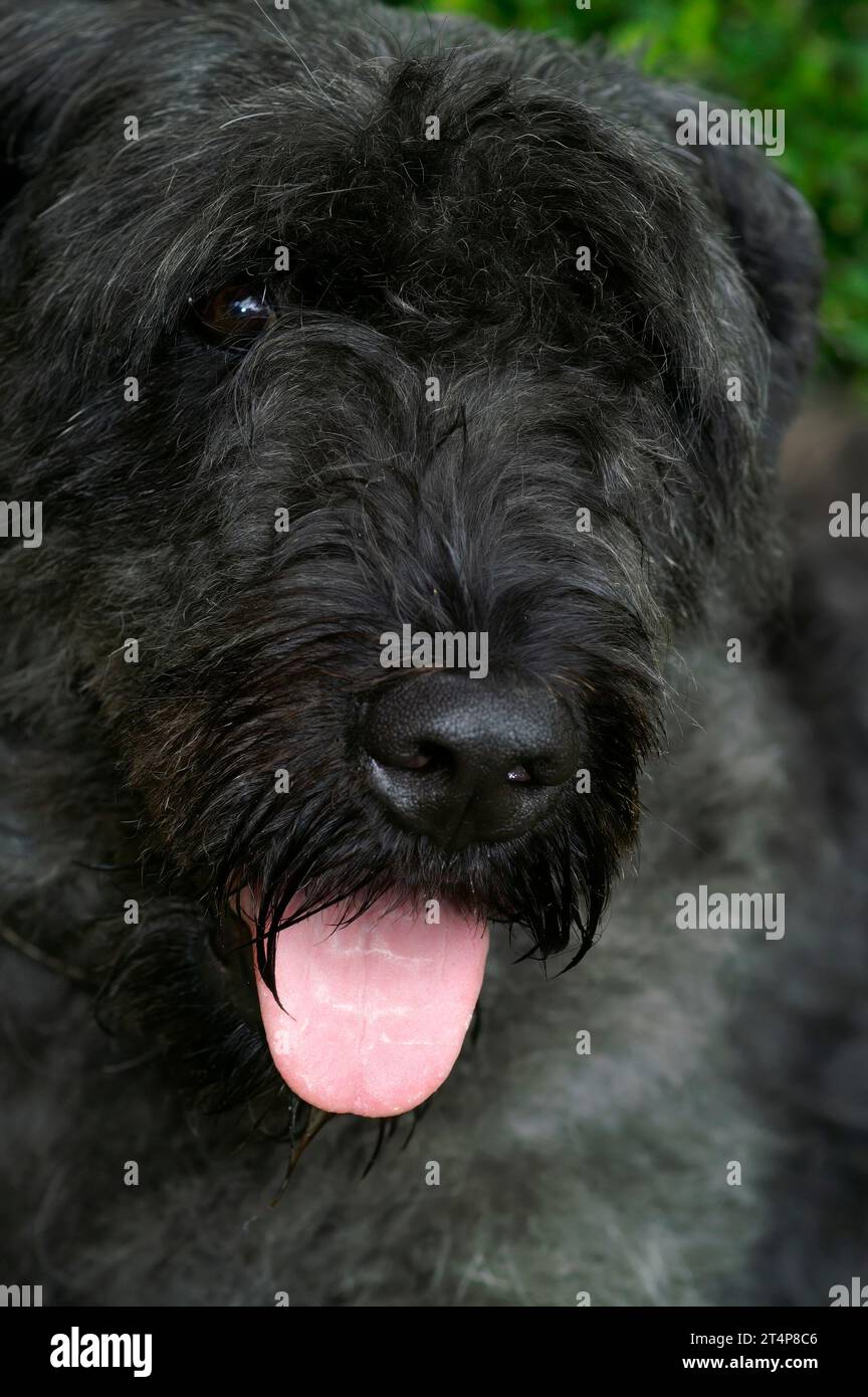 Detailed vertical closeup on the head of a cute black fluffy Bouvier ...
