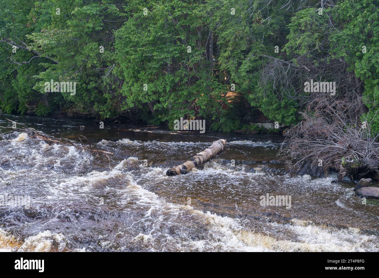 Log stuck on the rapids of the Tahquamenon River Stock Photo - Alamy