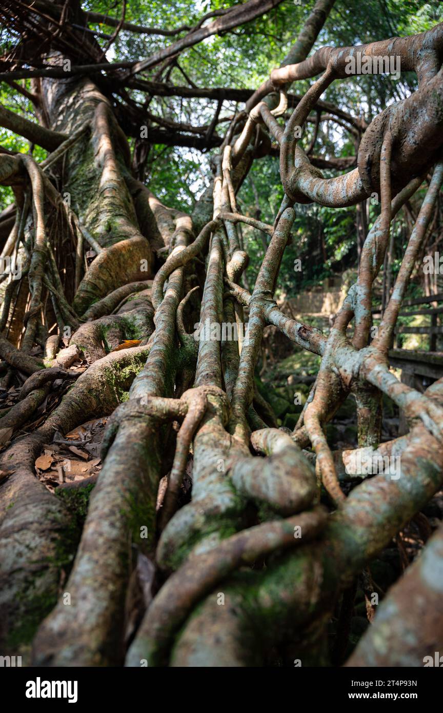 Close-up shot of the Umkar living root bridge in the jungle of ...