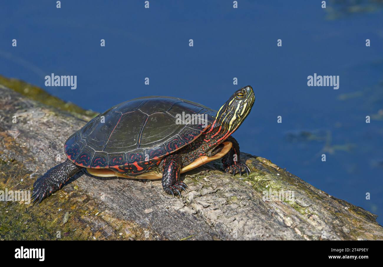 The Painted Turtle (Chrysemys picta) is one of the most common and ...