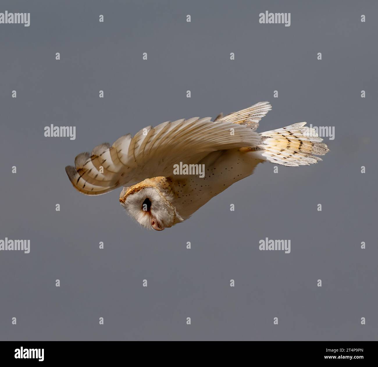 This majestic barn owl is captured in flight against a backdrop of bright blue sky Stock Photo ...