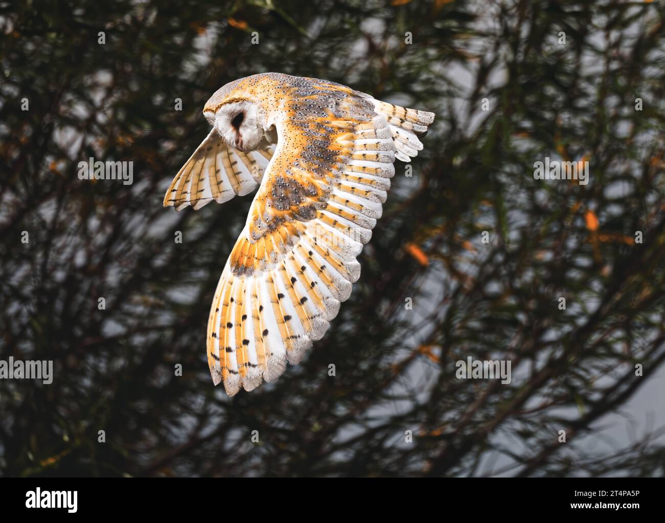 This majestic barn owl is captured in flight against a backdrop of bright blue sky Stock Photo ...