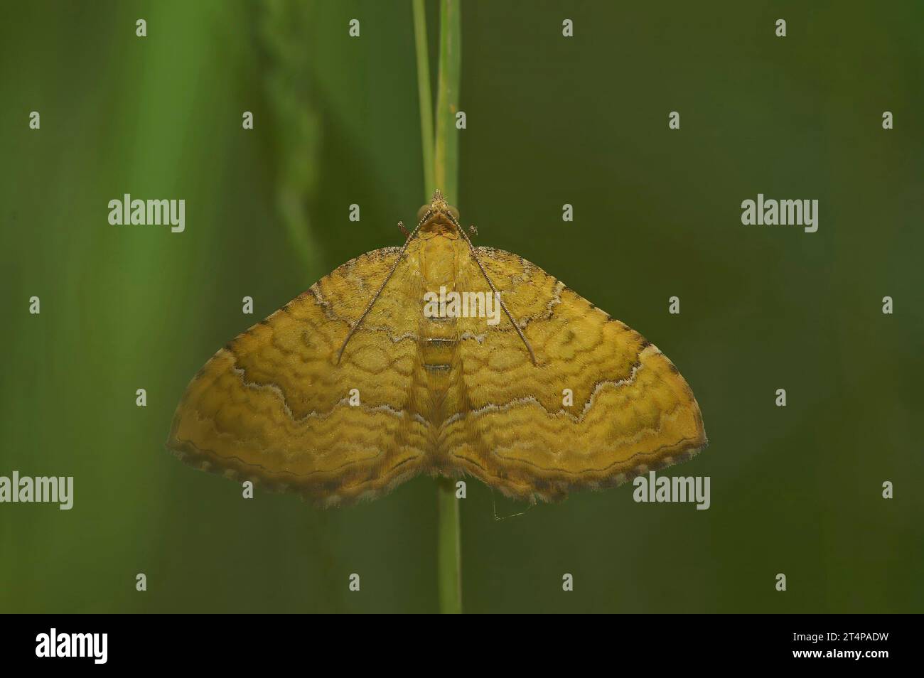 Natural closeup on the orange colored yellow shell geometer moth ...