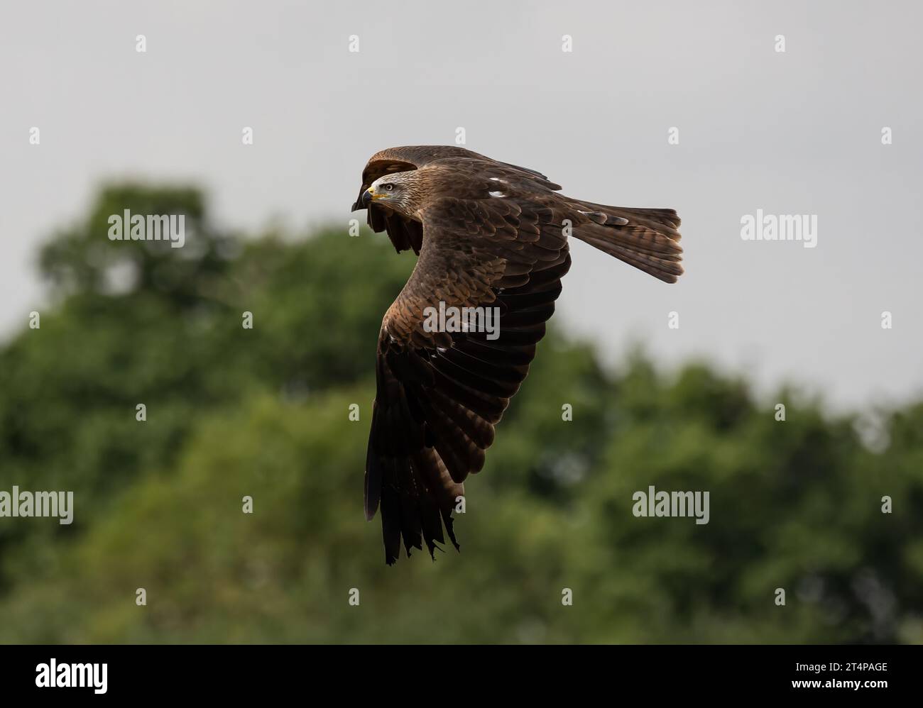Eagle flying through trees hi-res stock photography and images - Alamy
