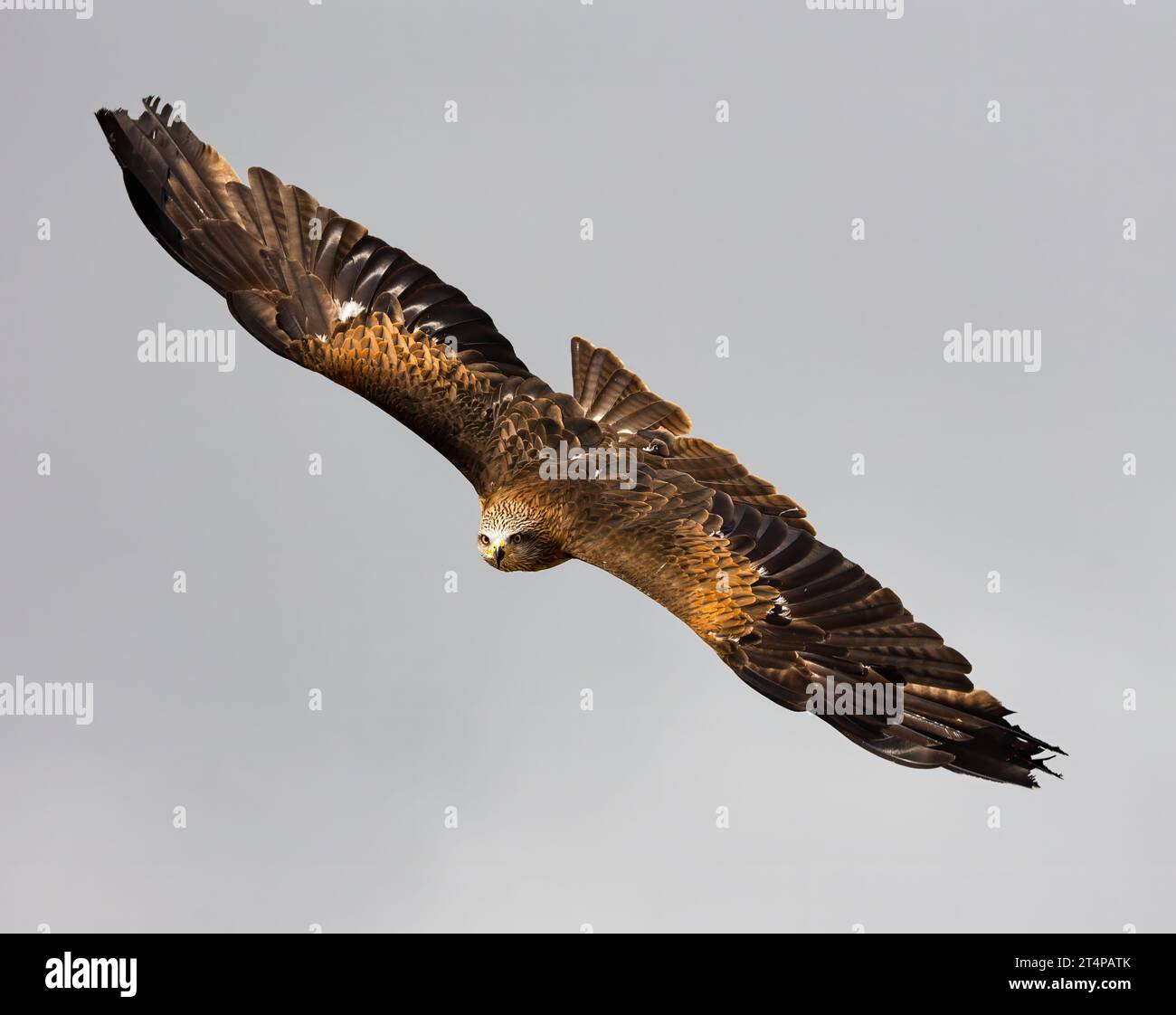Eagle flying through trees hi-res stock photography and images - Alamy
