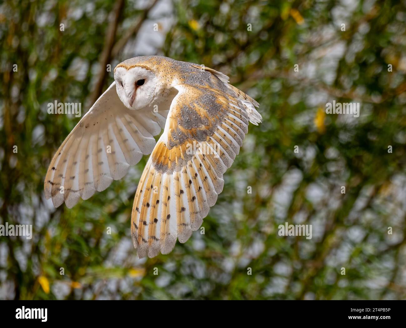 This majestic barn owl is captured in flight against a backdrop of bright blue sky Stock Photo ...
