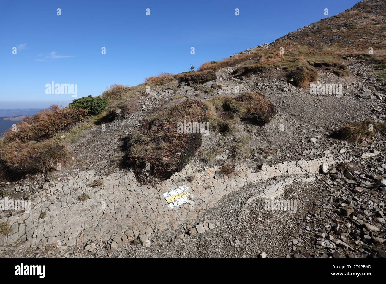 Walking trail background. Yellow and white forest path on brown tree ...