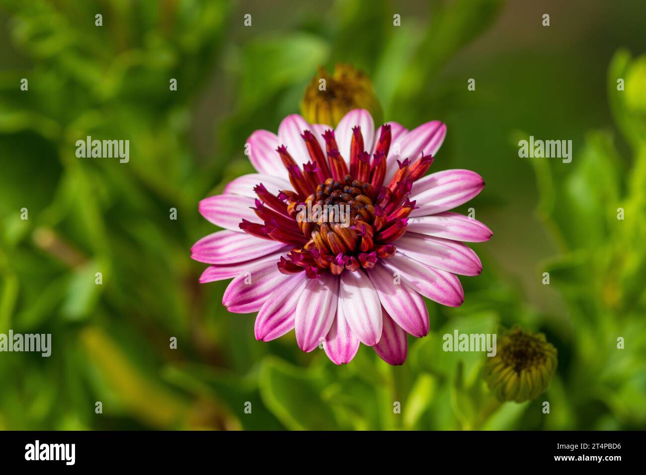Dimorphotheca, Afro-Australian Daisies Stock Photo - Alamy