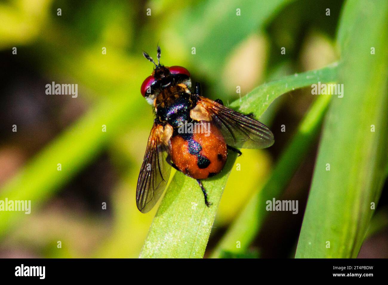 Gymnosoma clavatum, Parasite Flies Stock Photo - Alamy