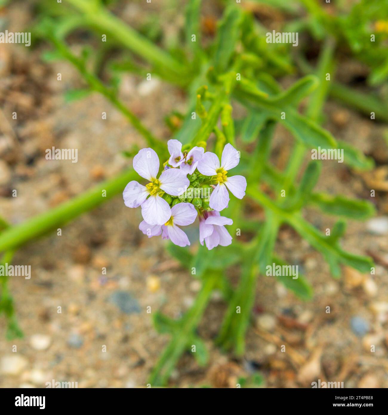 Two head sea rocket hi-res stock photography and images - Alamy