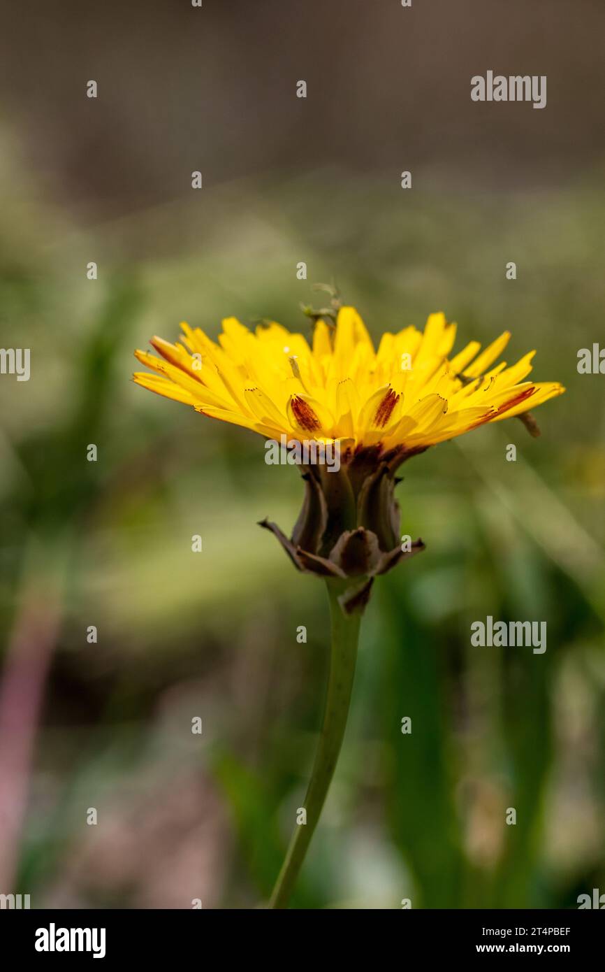 Reichardia tingitana, False Sow-Thistle Single Flower, with copy space ...