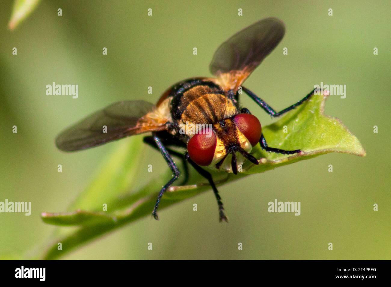 Gymnosoma clavatum, Parasite Flies Stock Photo - Alamy