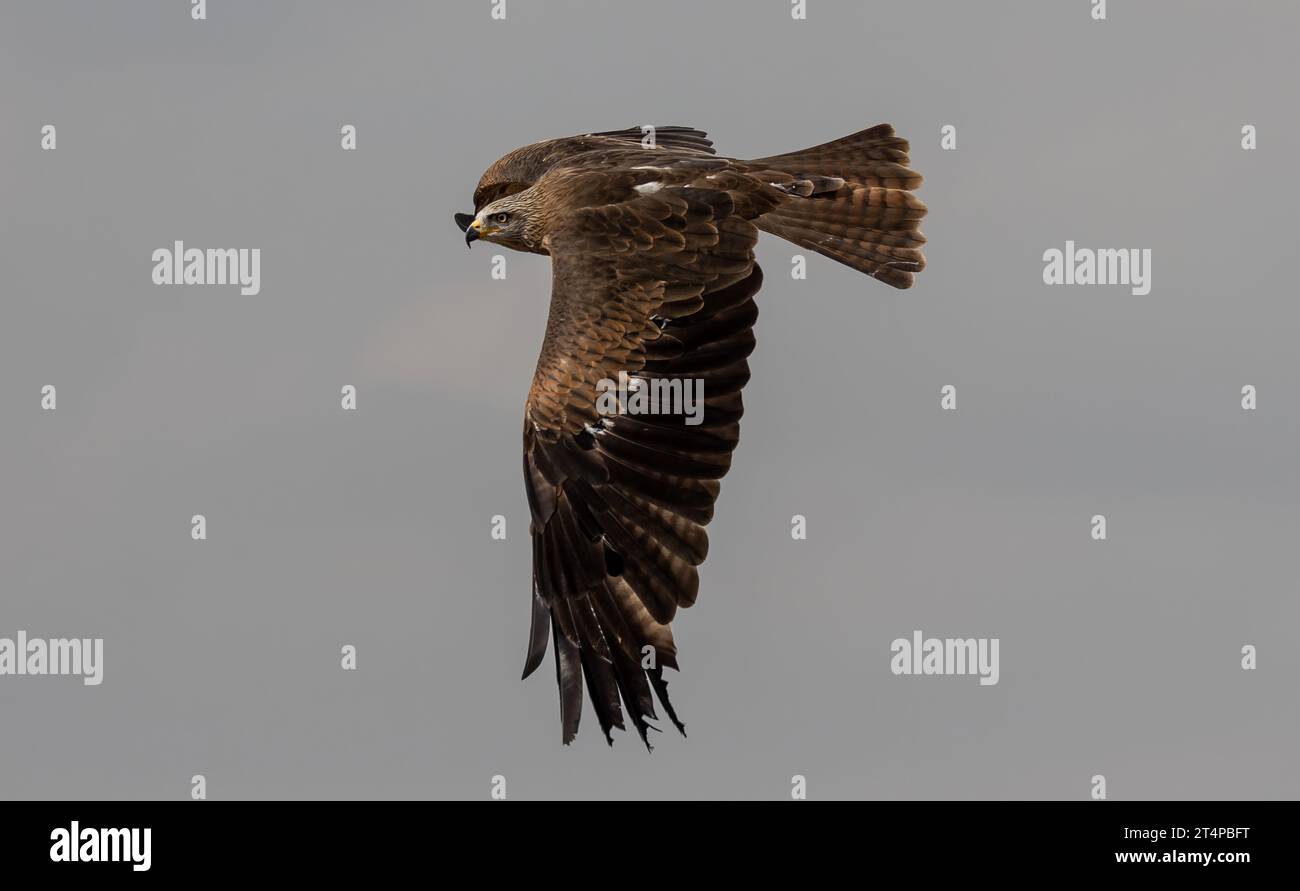Eagle flying through trees hi-res stock photography and images - Alamy