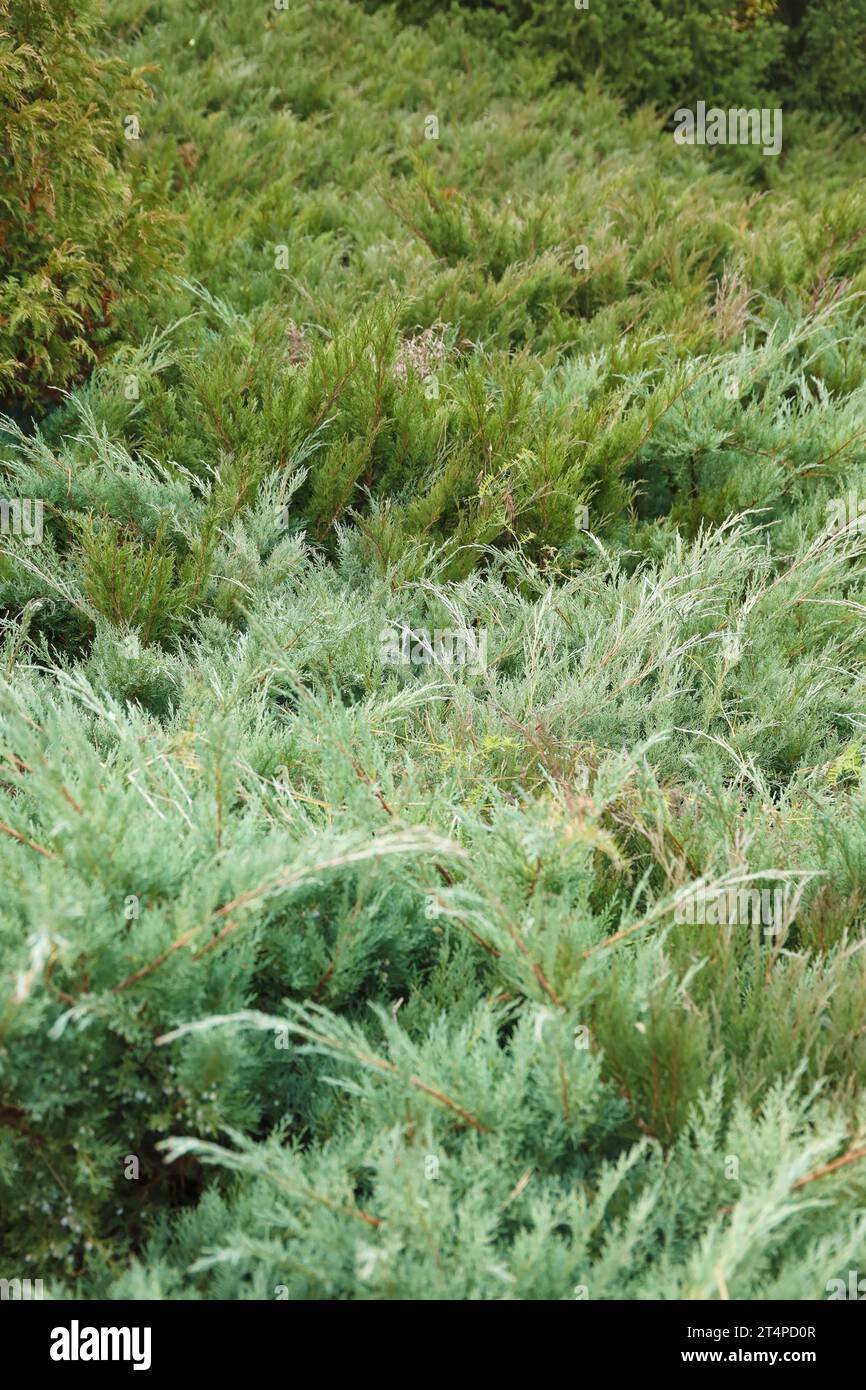 Landscaping conifers mix. Trees and shrubs in green colors close up ...