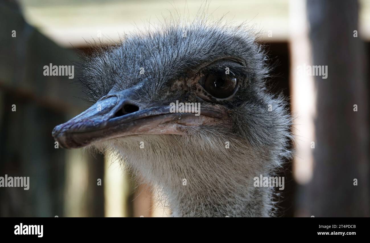 The ostrich is a large, ratite, flightless bird of the ostrich family ...