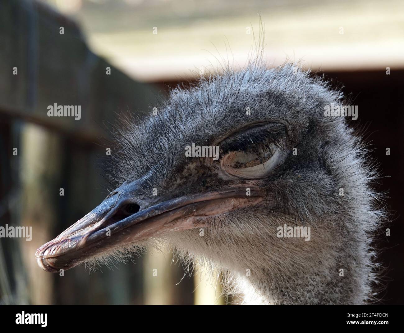 The ostrich is a large, ratite, flightless bird of the ostrich family ...