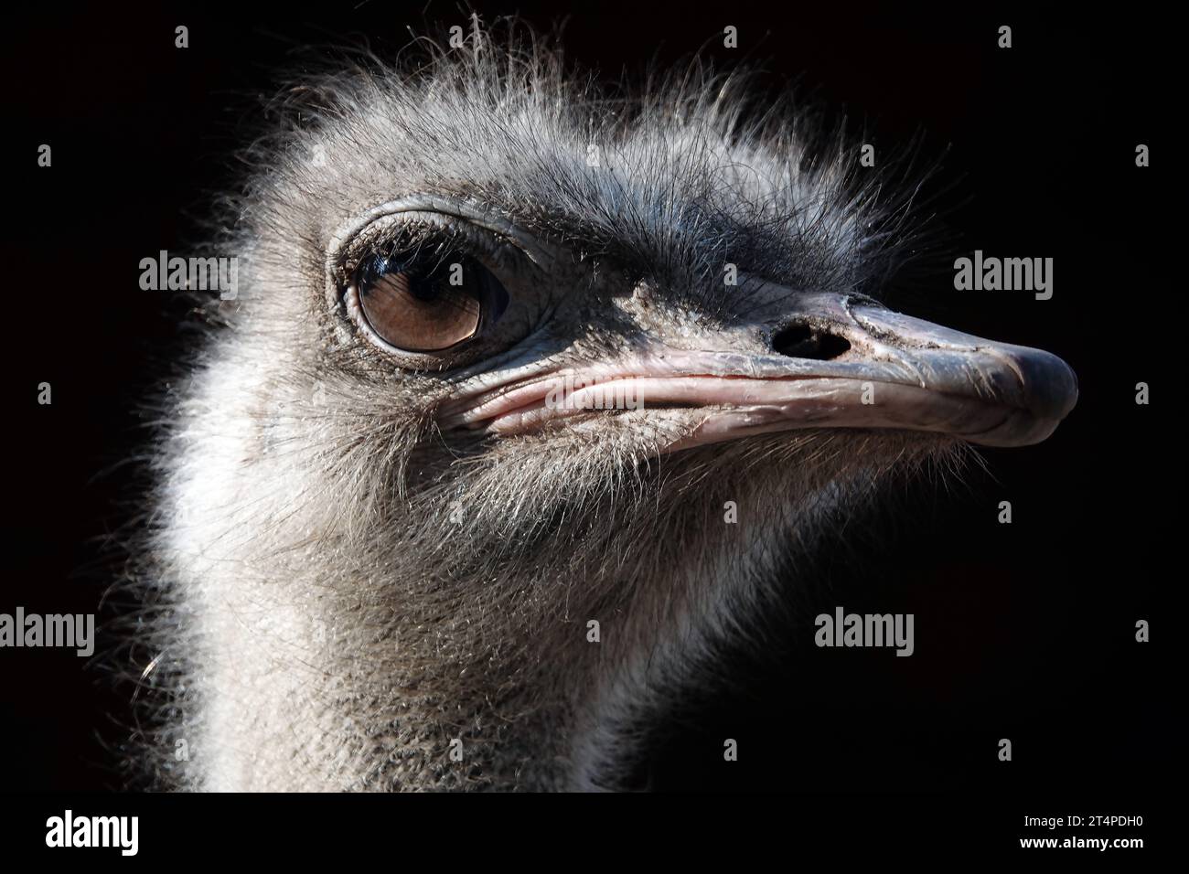 The ostrich is a large, ratite, flightless bird of the ostrich family ...